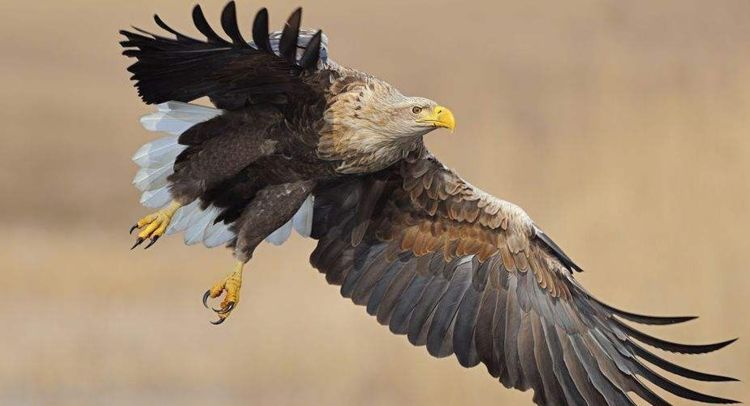 The spiritual meaning of the mascot "Goshawk" and the wisdom symbol of ...