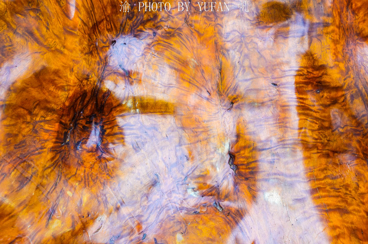 The world's largest golden nanmu tree is 4,300 years old. Unfortunately ...