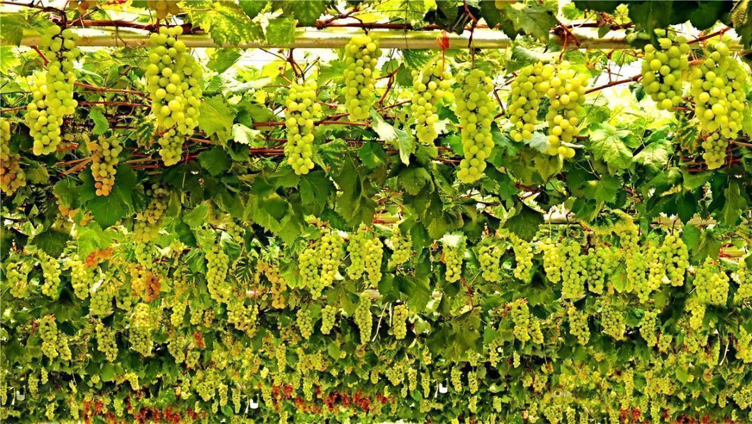 Guilin: the largest sunshine rose grape base-grape island - iMedia