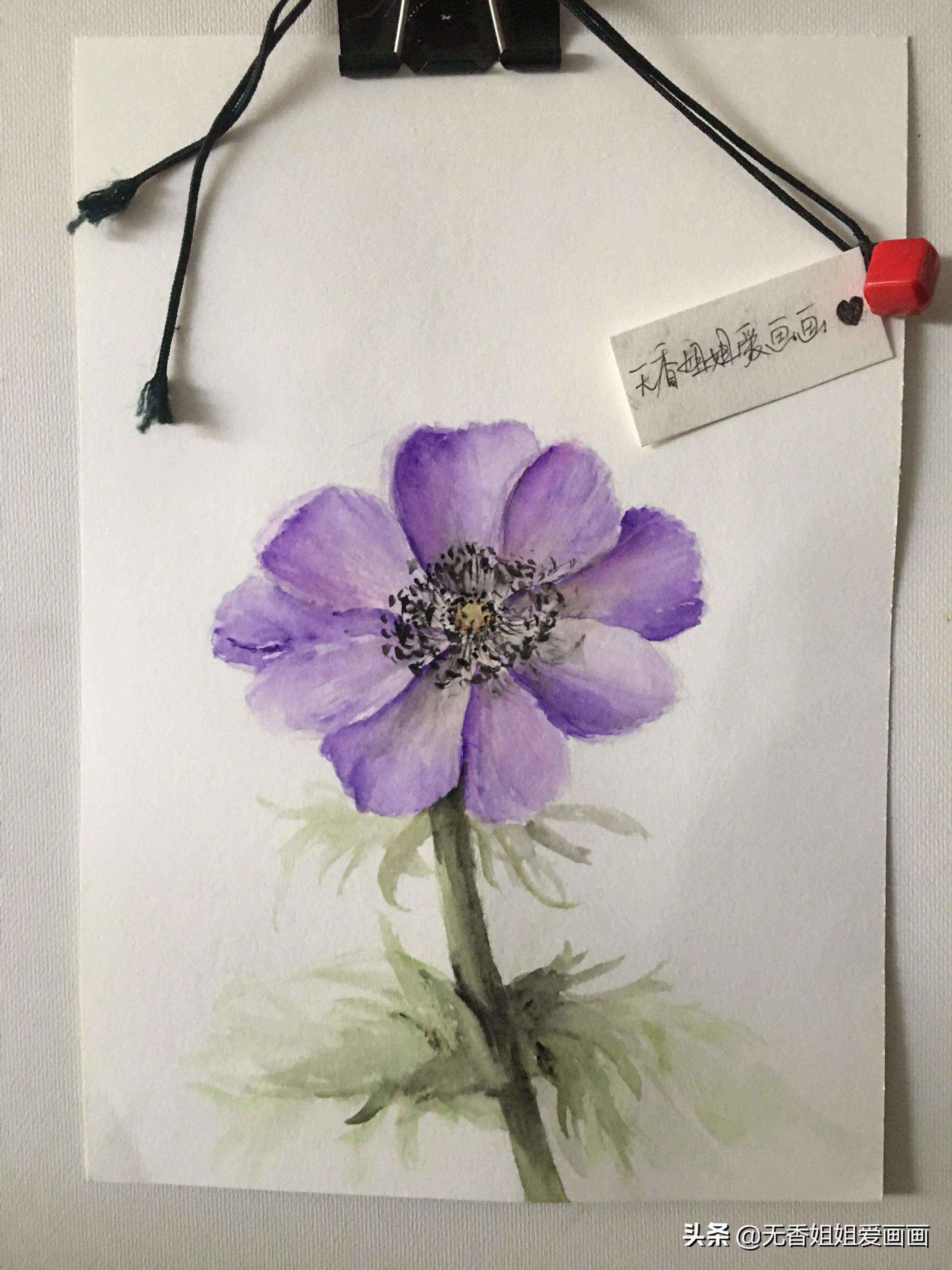 Hand-painted beautiful purple anemones, the steps are simple and fun ...