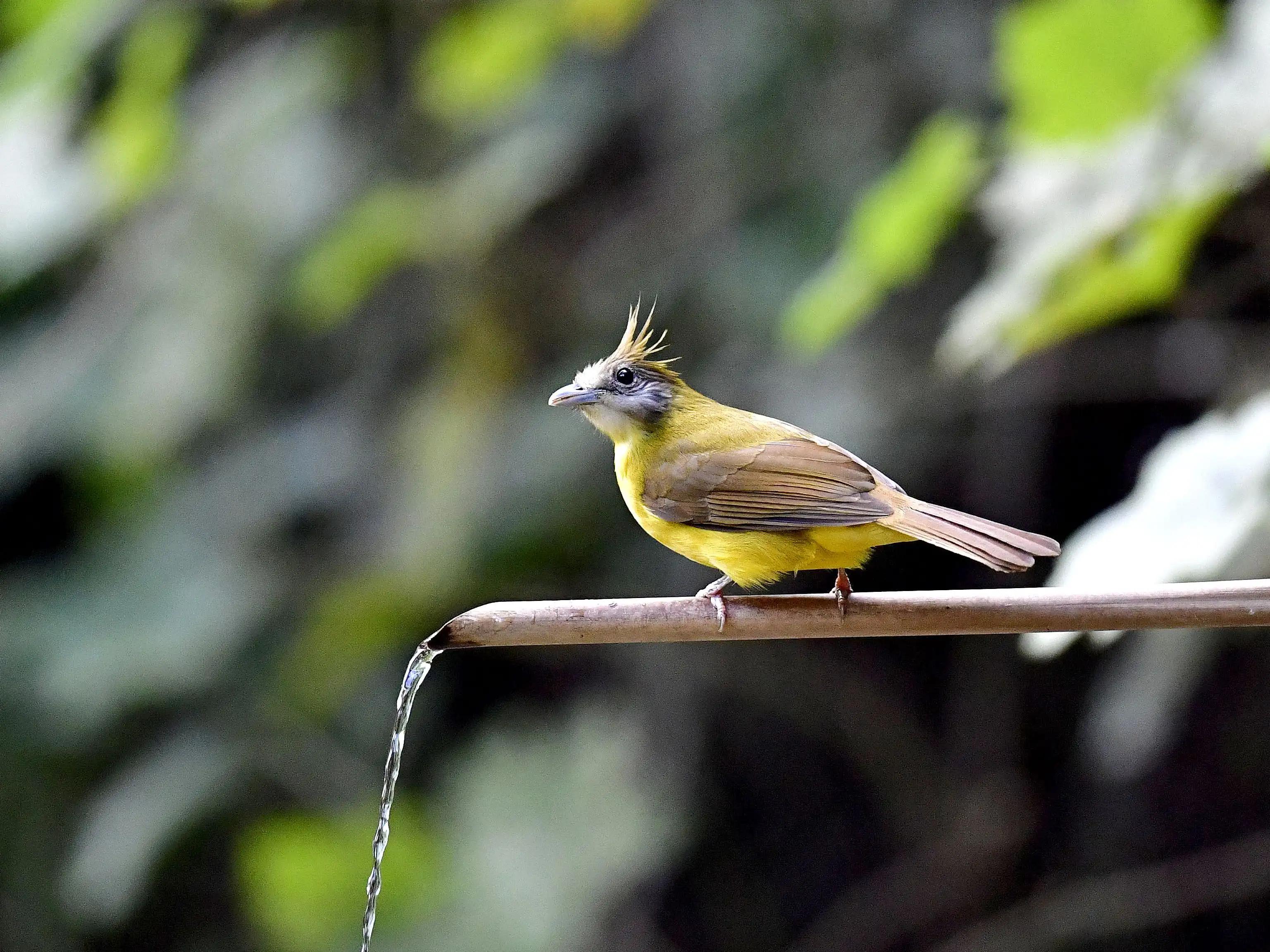 Yellow-bellied Bulbul 0905 - iMedia