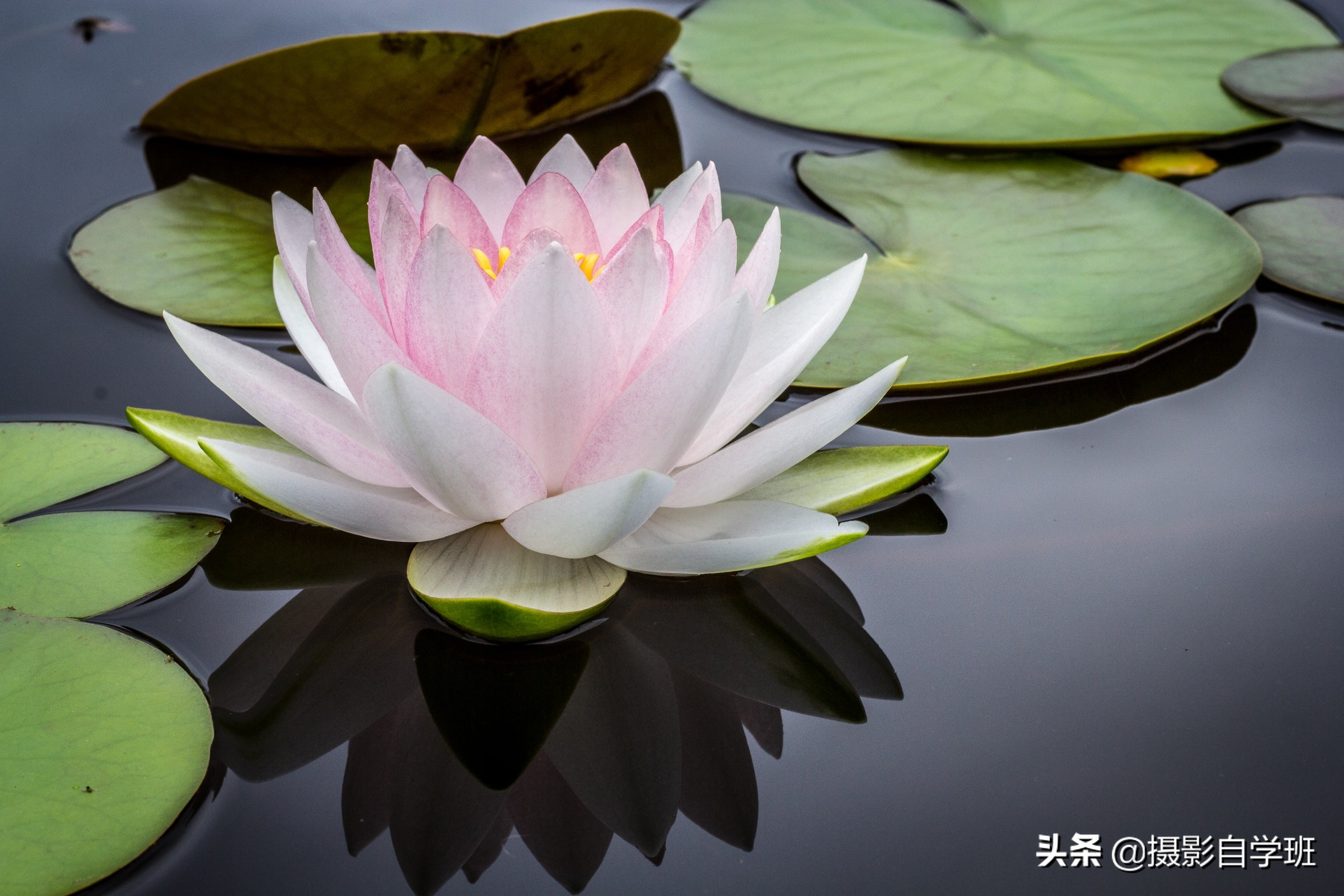 Comment on 6 photos of lotus, let you take the lotus to be beautiful ...