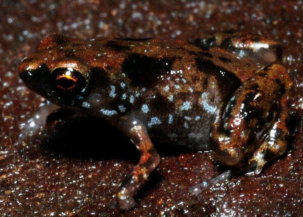 The smallest vertebrate in the world-Amau frog - iMedia
