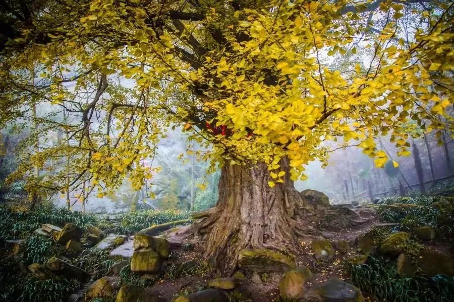 Thousand years of ginkgo everywhere!A good place to climb 1h from ...