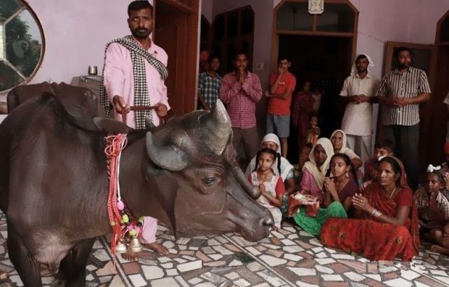 What happens if you eat beef in India, or eat beef in front of Indians ...