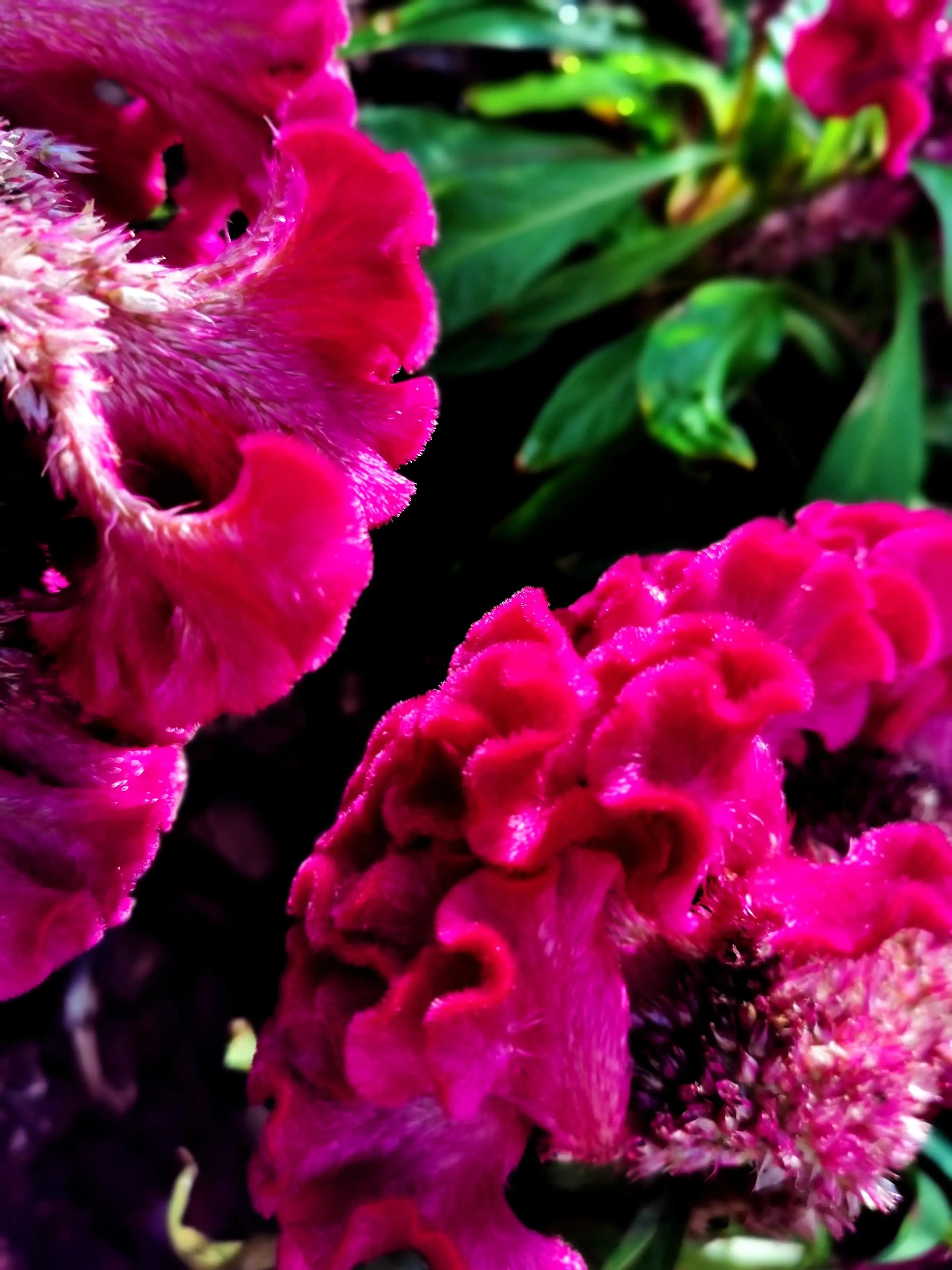 The cockscombs that can be viewed, edible and medicinal, are all ...