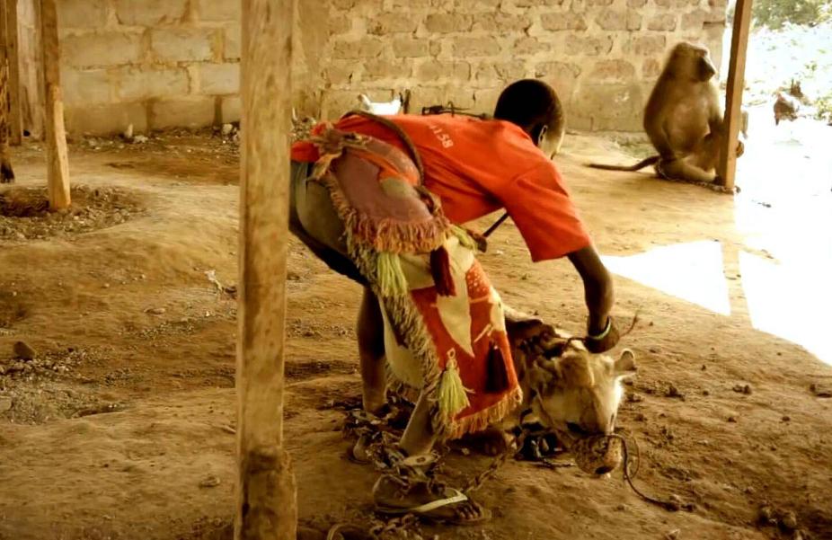 Can Africans "tame" hyenas?No wonder the lion is not afraid of it, and ...