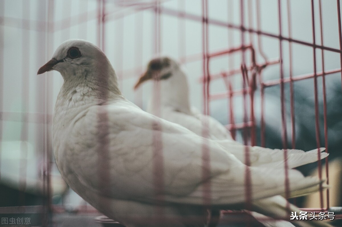 Does oxytetracycline treat a single eye cold in pigeons? - iMedia
