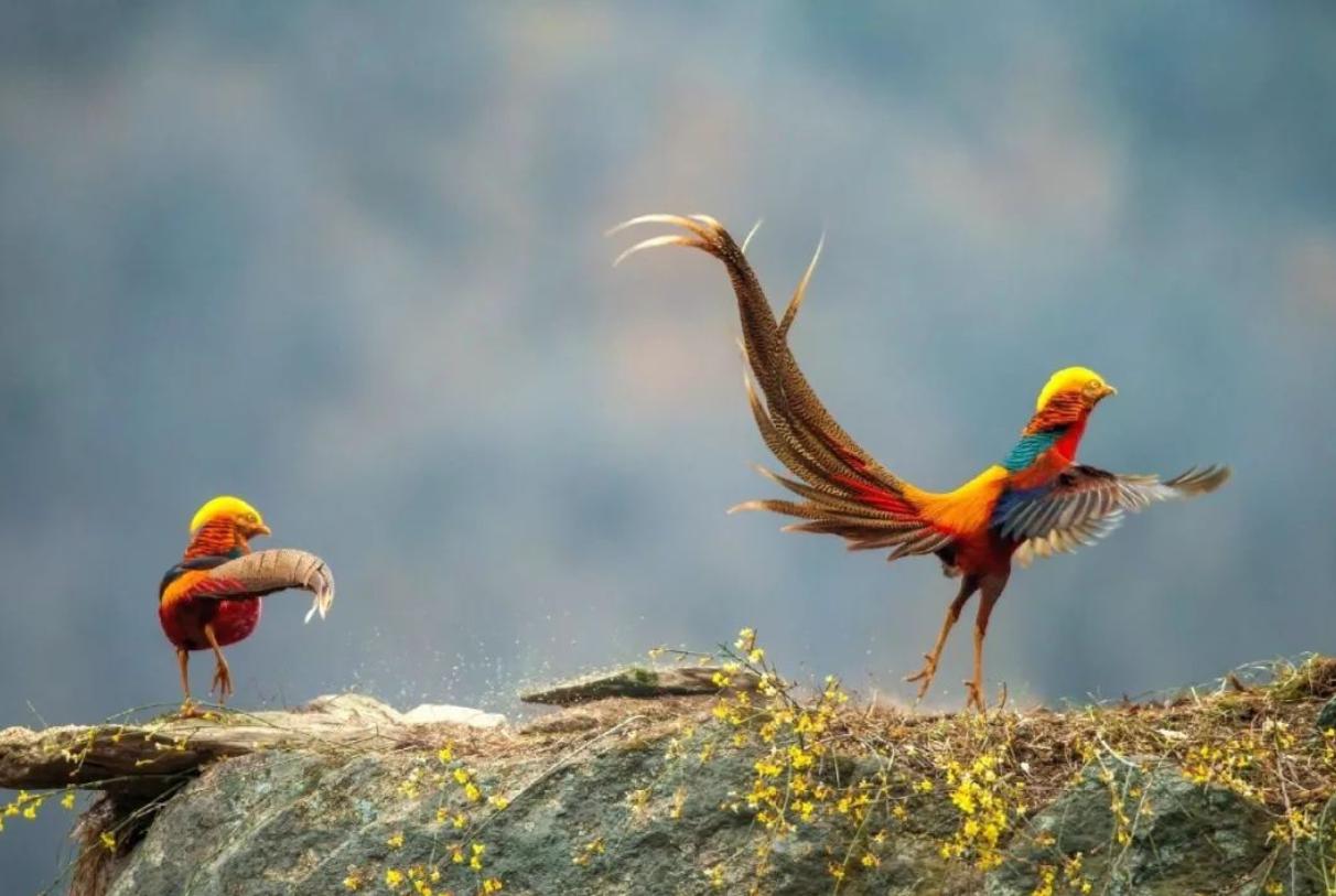 The male is called "Phoenix" and the female is called "Phoenix". Where ...