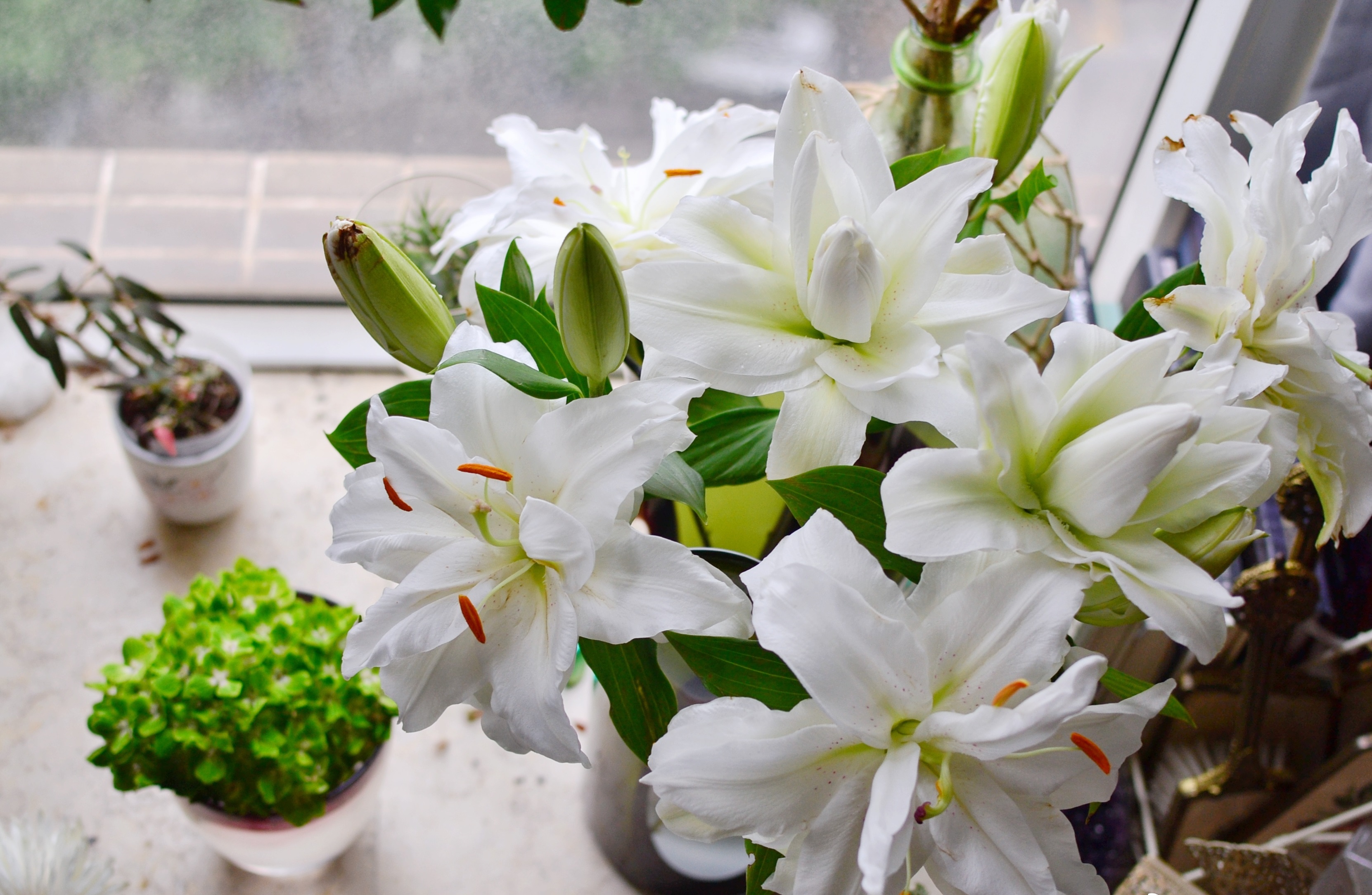 Double-petaled lily "Snowboard"—the flowers are big and beautiful, and ...