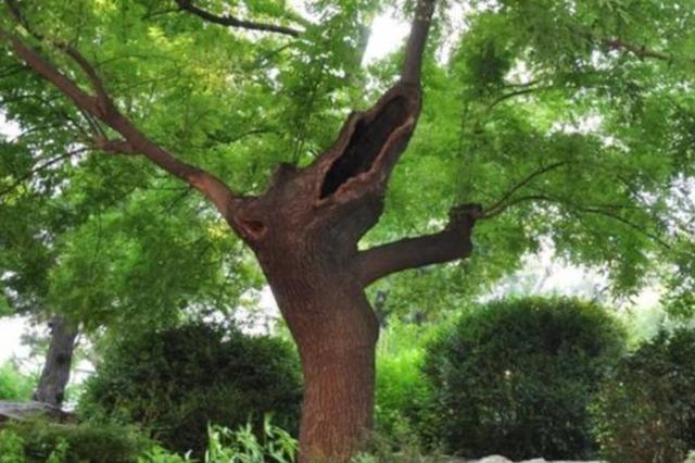 After the Qing army entered the Pass, why was the locust tree hanged by ...