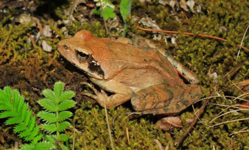 The new "Little Tadpole Looking for Mother", the frog crawled into the ...
