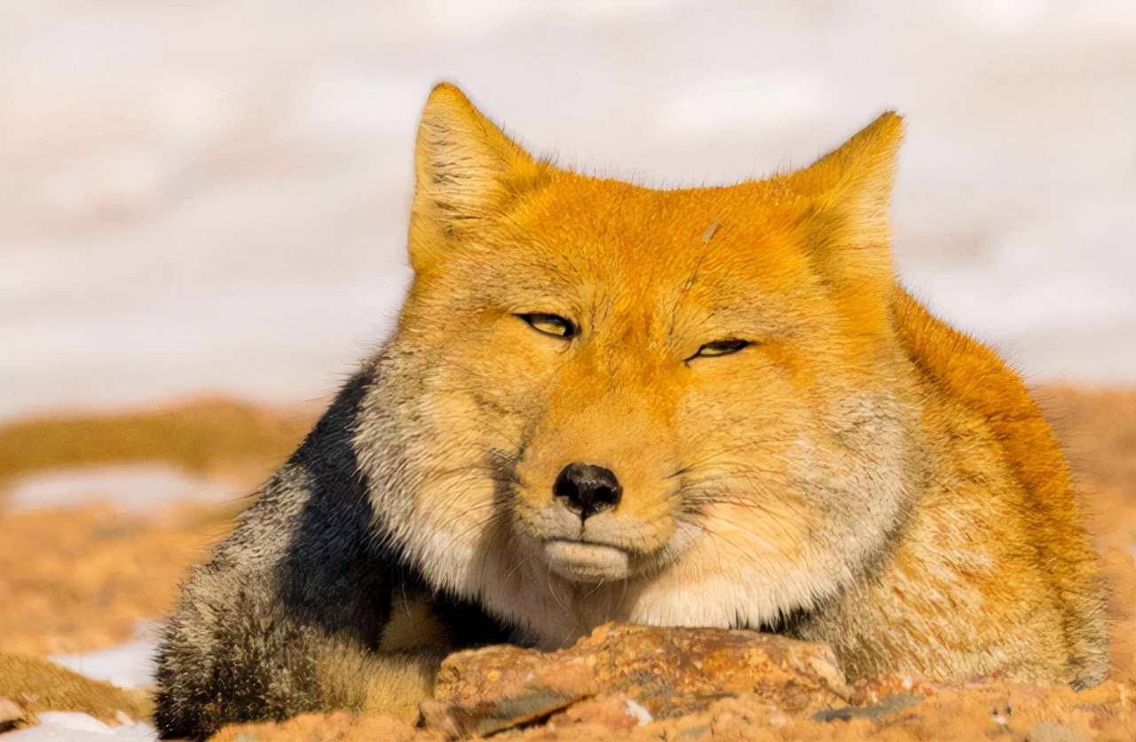 The "Tibetan Fox" whose face value is too low and unexpectedly became ...