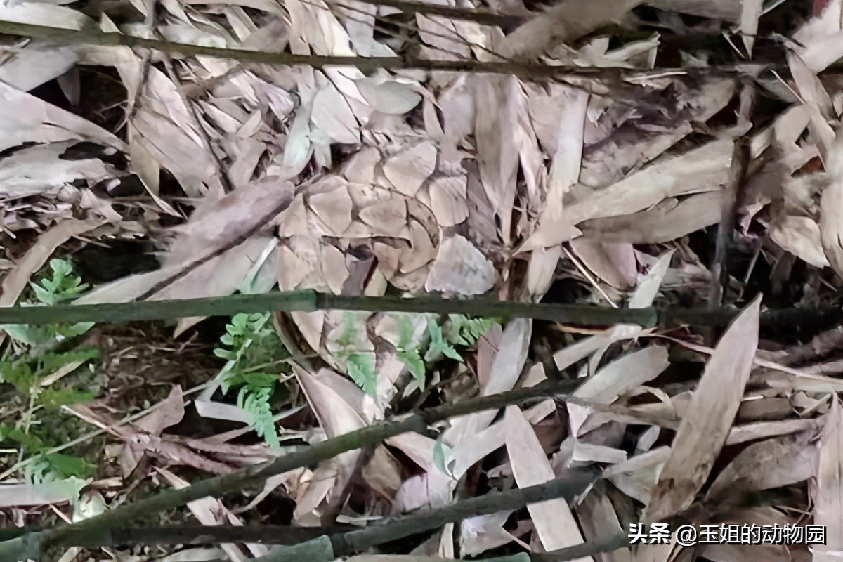 Why is the Five Step Snake so frightening?How harmful is it to people ...