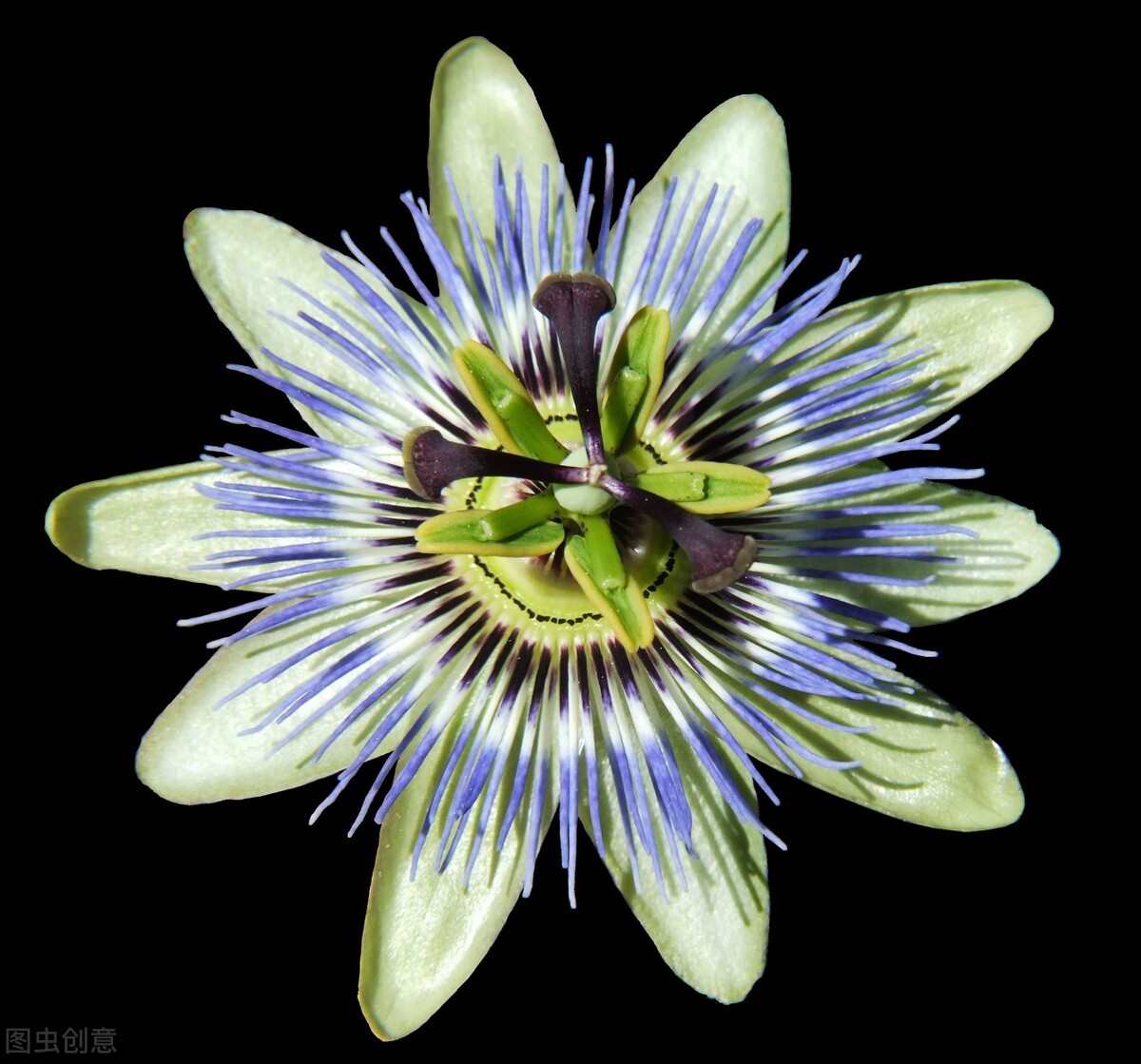 What are the "Twelve Flower Gods"?What knowledge is there that we don't ...