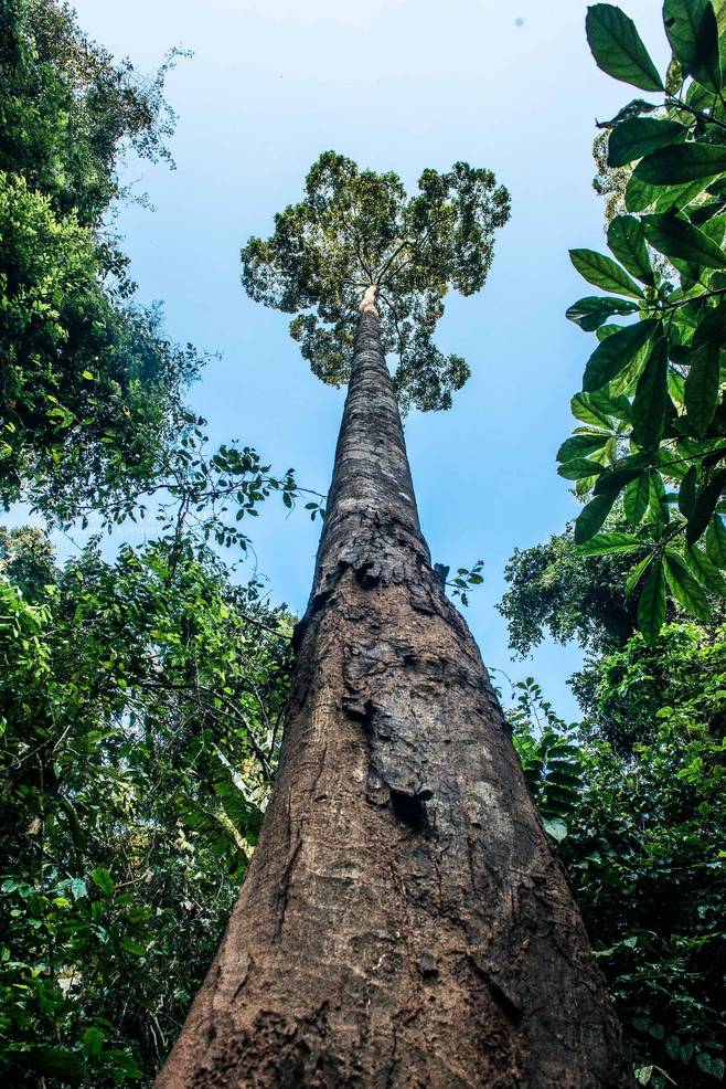 Wangtianshu, the tallest tree in China - iMedia