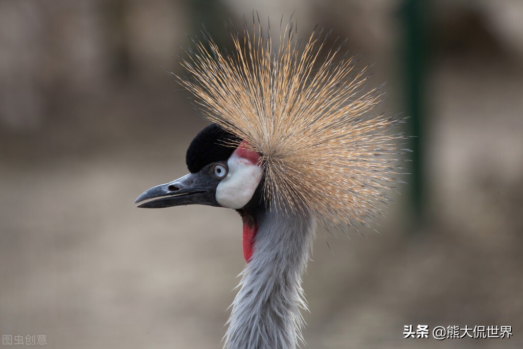 Why does Crane stand on one foot and sleep? - iMedia
