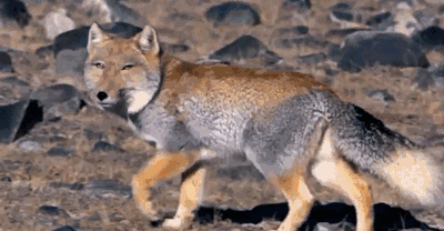 The "Tibetan Fox" whose face value is too low and unexpectedly became ...