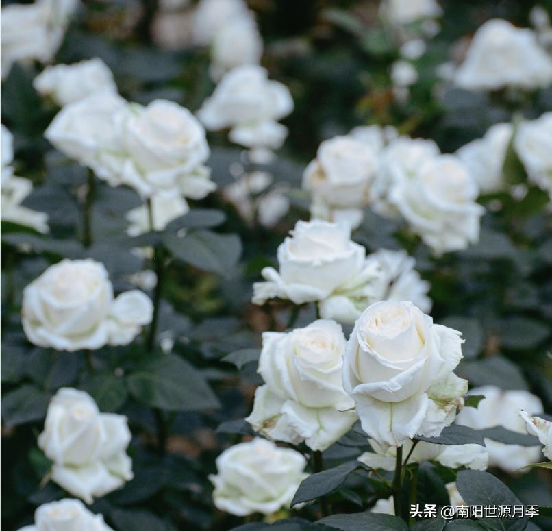 A large collection of 9 white rose varieties. Who is the top 1 in ...