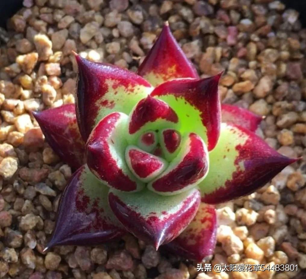 How to raise succulent ebony?Master the 5 key points, the leaves are ...