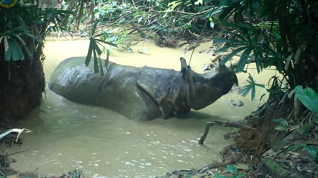 Critically Endangered Java Rhino - iMedia