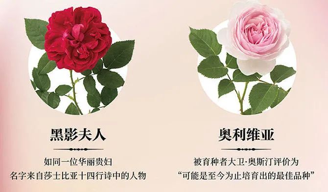 Roses unearthed from ancient Egyptian tombs, archaeologists: Cleopatra ...