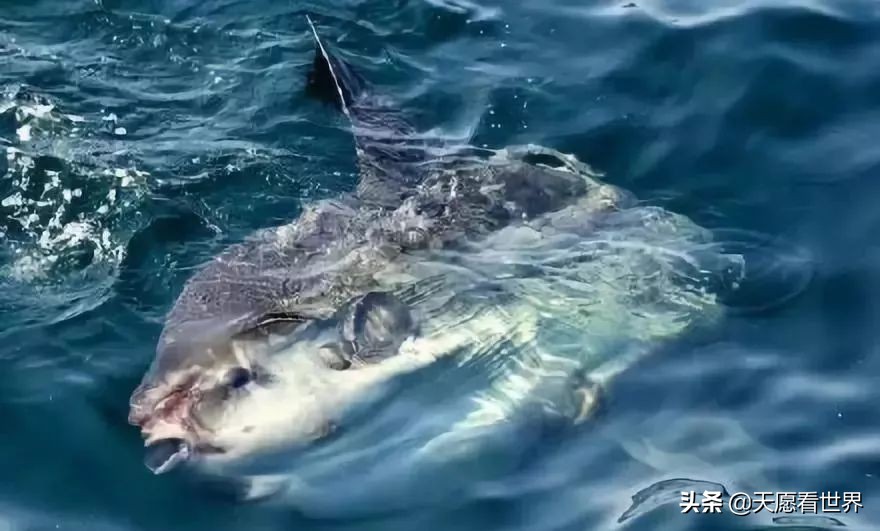 The sunfish without a tail, slower than a tortoise, and dumb and cute ...