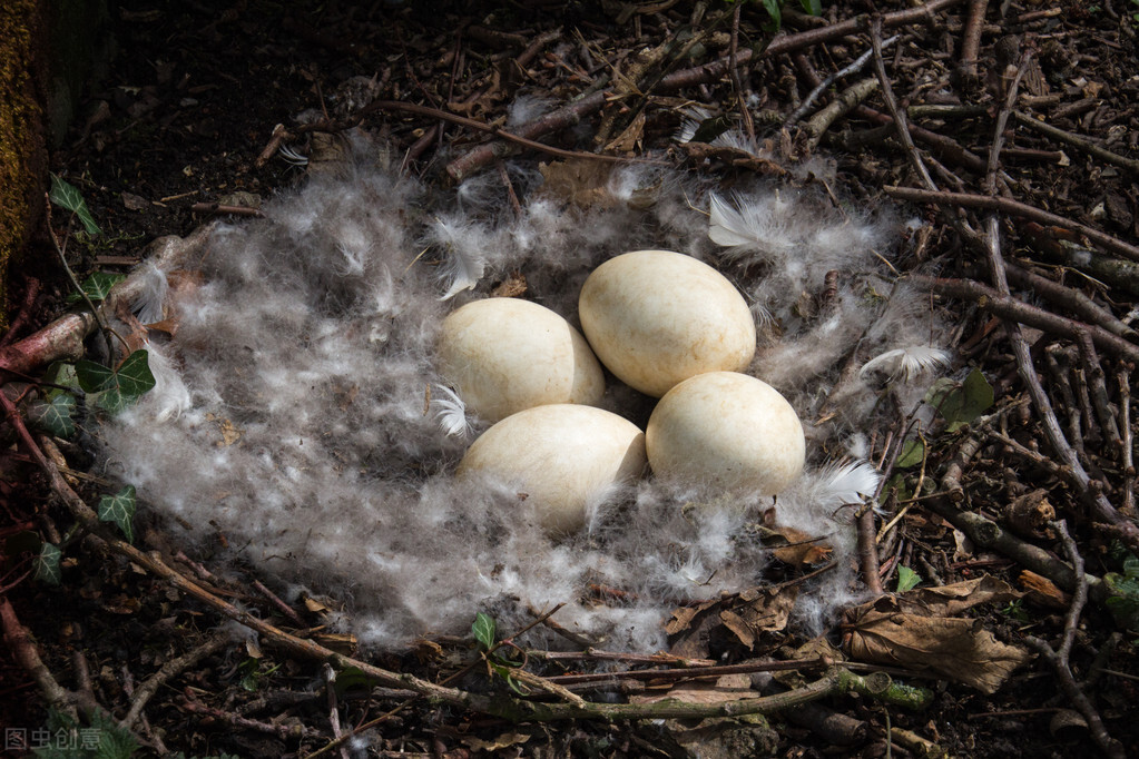 Eat goose eggs to gain weight or lose weight?Is it better to eat goose ...