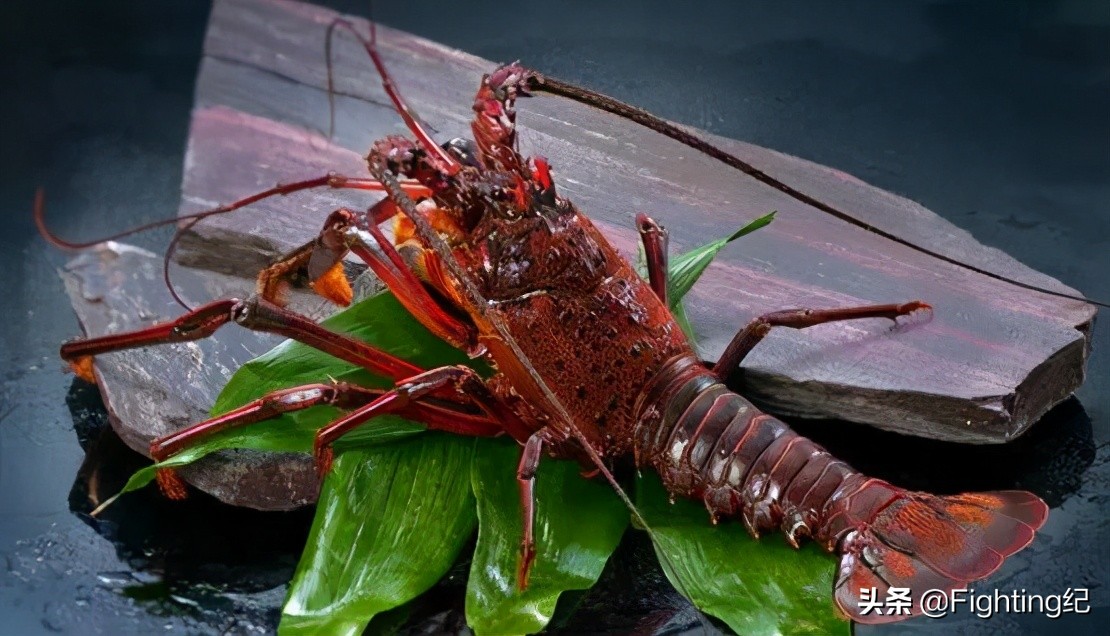 Splendid Lobster: Probably the most delicious crustacean on the planet ...