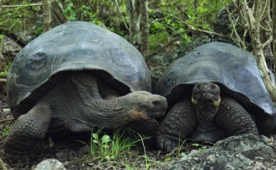 The origin and ecology of "Pokémon": How is the Kami Turtle a mascot ...