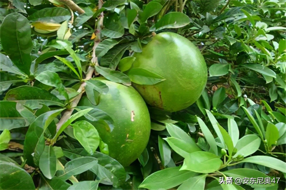 Why is iron watermelon called iron watermelon? - iMedia