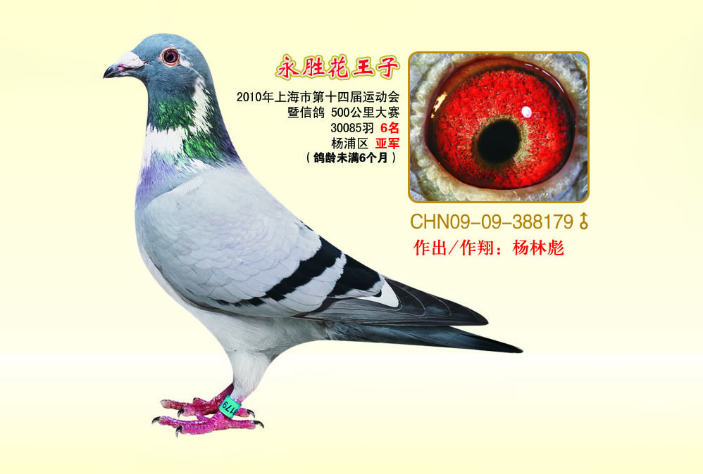 "Soldiers never tire of fraud" reveals the secrets of Chinese pigeon ...