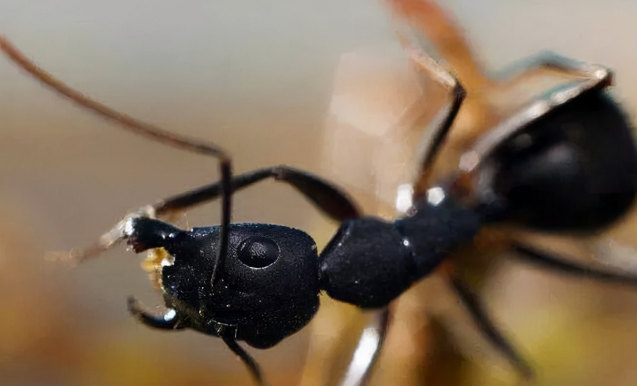 Why do ants have amazing bite force?Turned out to be zinc alloy teeth ...