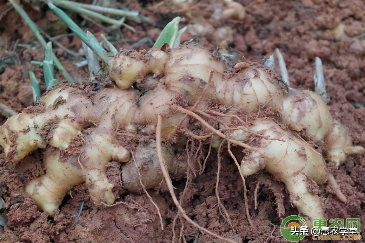 Where is sand ginger produced?What is the difference between sand ...