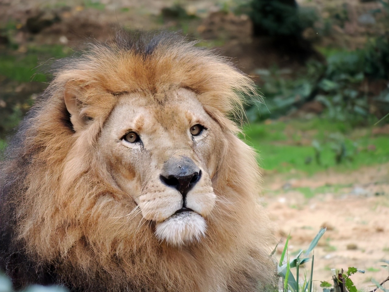 The "Lion King" "True Lion" version of "True Lion" scars aging and died ...