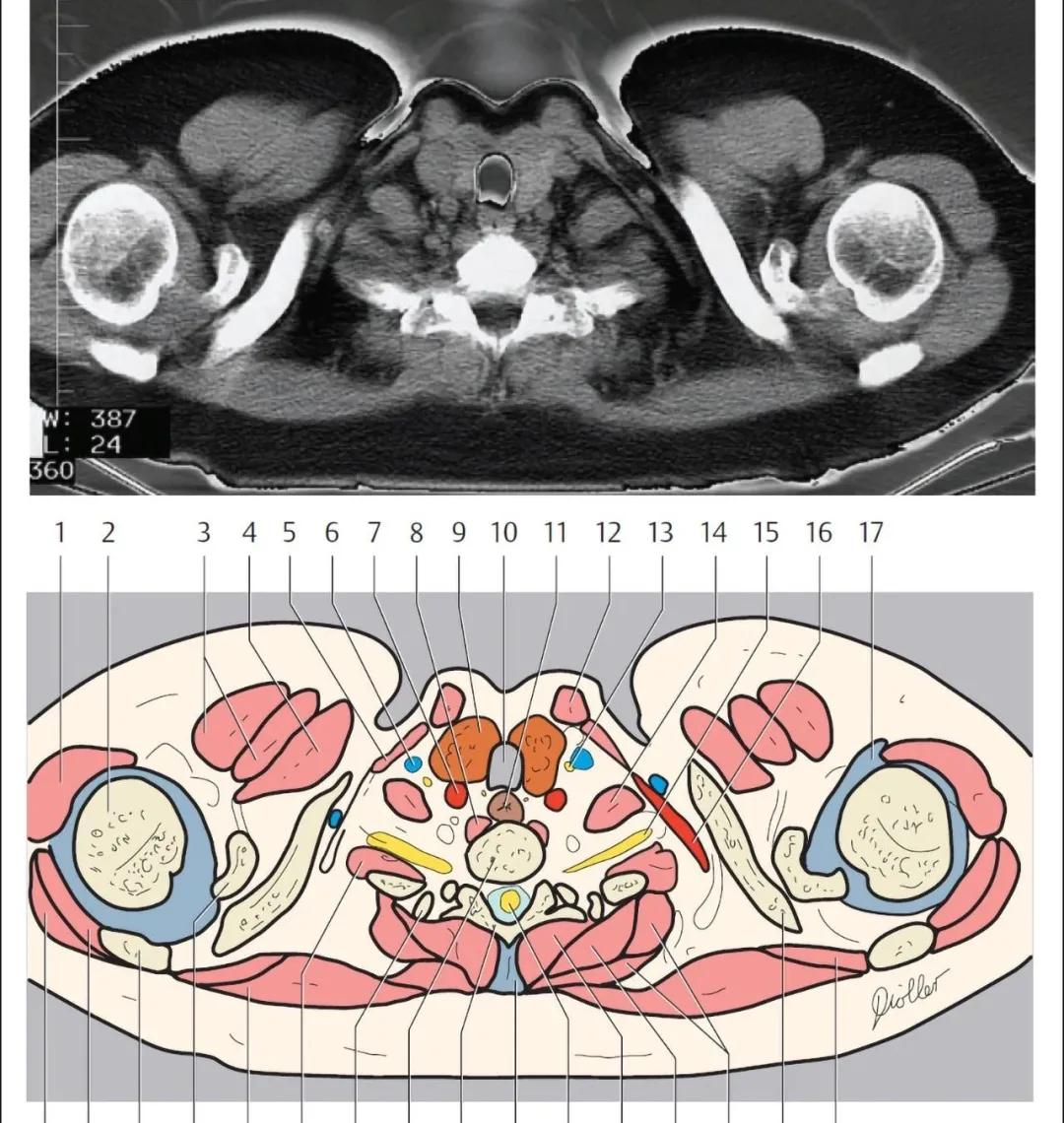 Beautiful lungs anatomy - iMedia