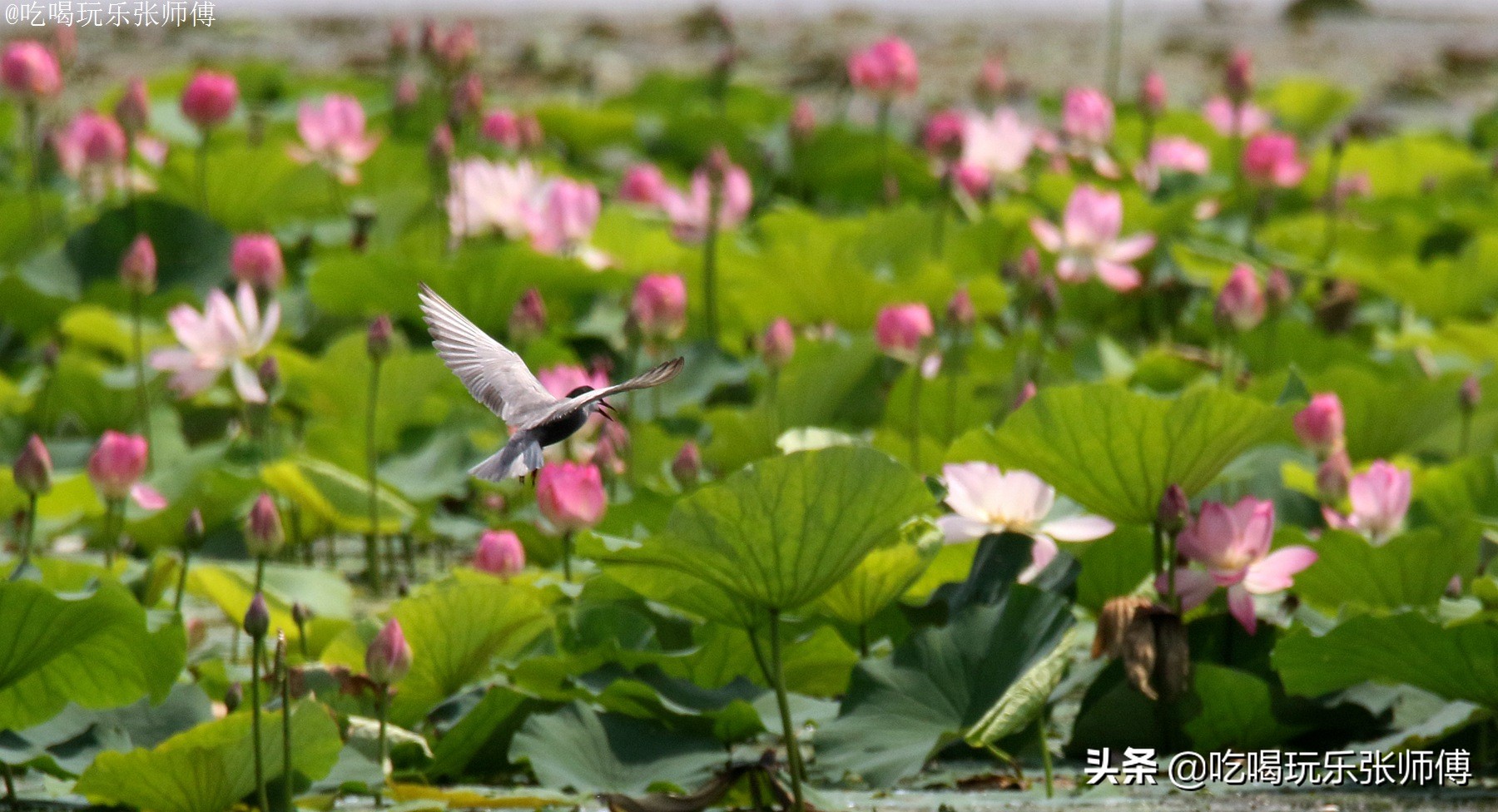 Migratory birds make their homes, and this lotus pond in Harbin has ...
