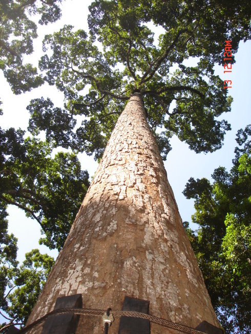 Wangtianshu, the tallest tree in China - iMedia