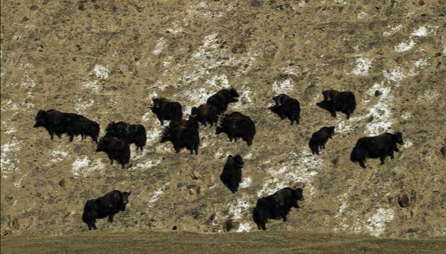 Tibetan bison, the overlord of the Qinghai-Tibet Plateau: easily topped ...