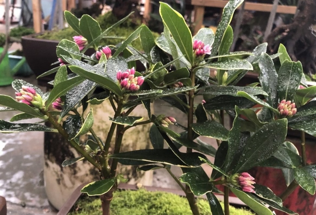 Ruixiang begins to grow flower buds, so it can be maintained in 4 ...