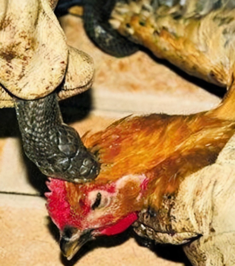The famous restaurant let the poisonous snake bite the chicken and stew ...