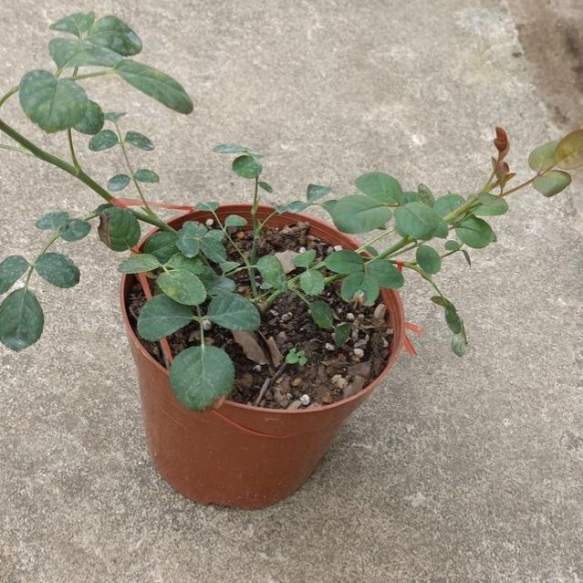 Novice raising rose, it's always easy to step into the pit - iMedia