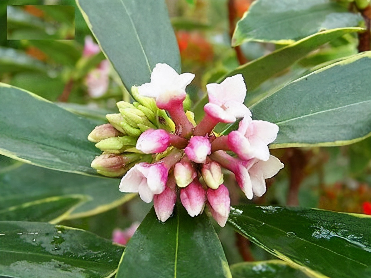 Ruixiang flowers are so fragrant, some people like it and others hate ...
