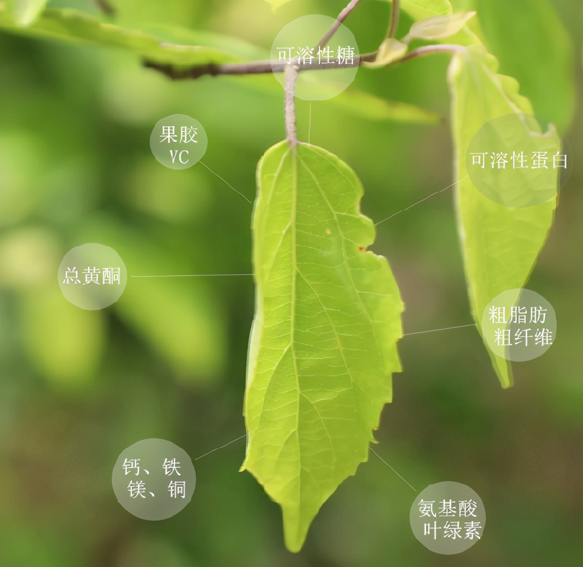 A magical oriental leaf, making the legendary leaf jelly - iMedia