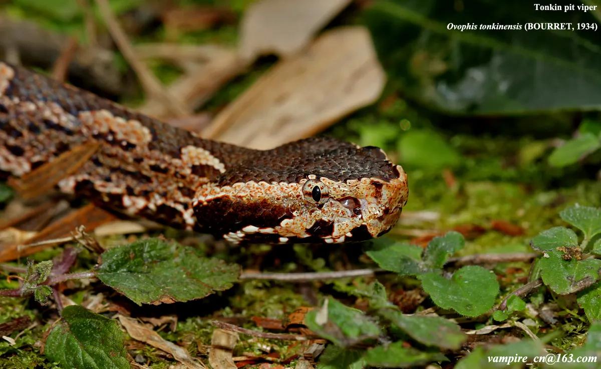 Notation of Yunnan Venomous Snake ~ Vietnamese Soldering Iron Head - iMedia