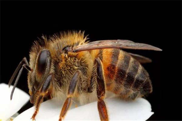 What is the most terrible poisonous bee in the world? African killer ...