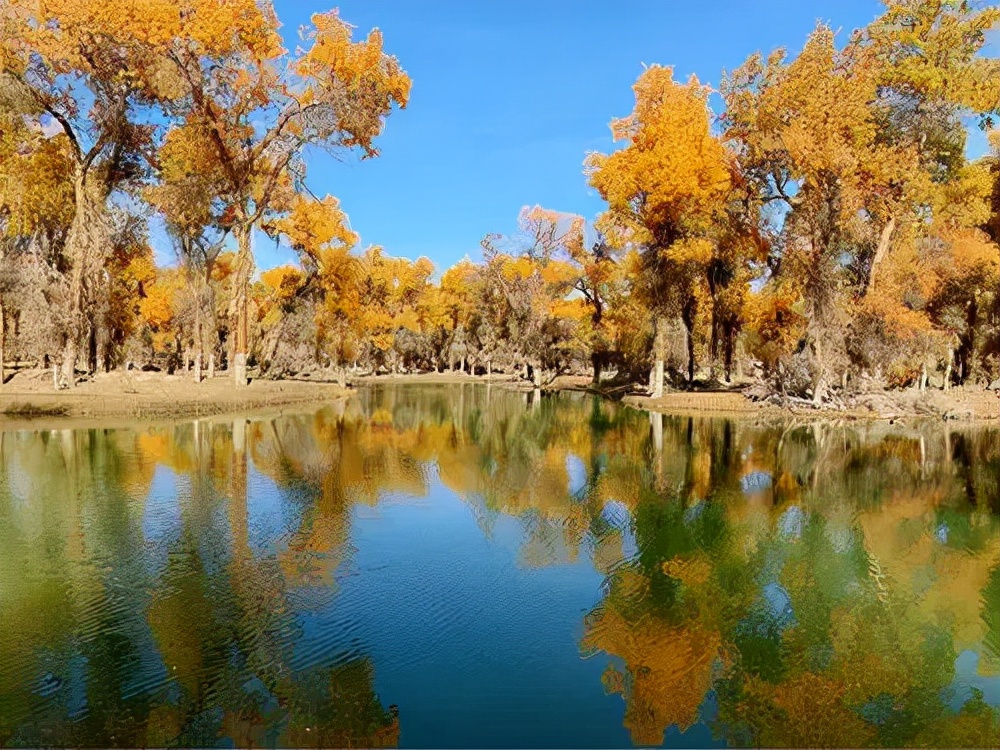 Picturesque Populus euphratica forest in Tarim, Xinjiang-Luntai Populus ...