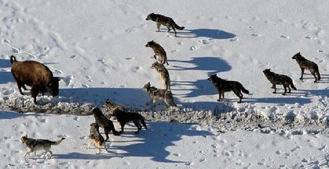 That winter, a super pack of 400 wolves attacked a Russian town - iMedia