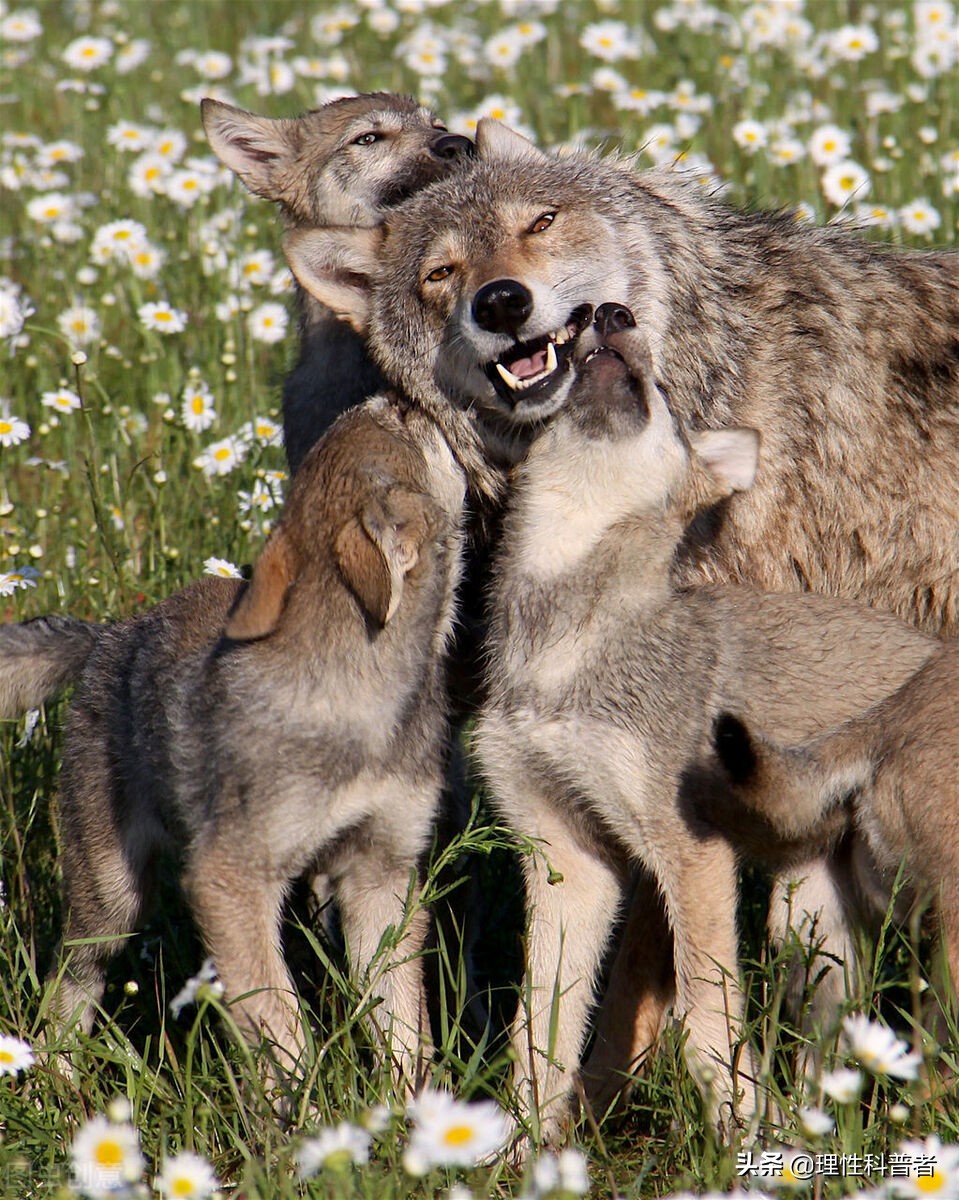 Wolves are most afraid of three things, light, humans, and the same ...