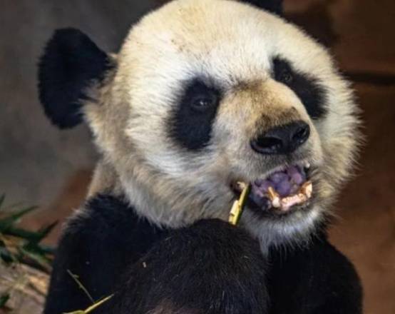 what happened?The giant panda "Yaya" in the United States is thin and ...